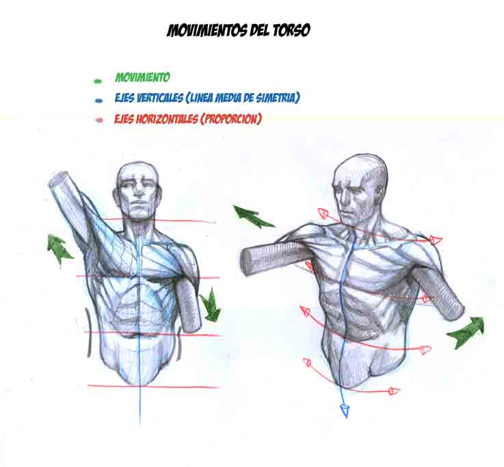 ejercicios: Anatomía (torso)