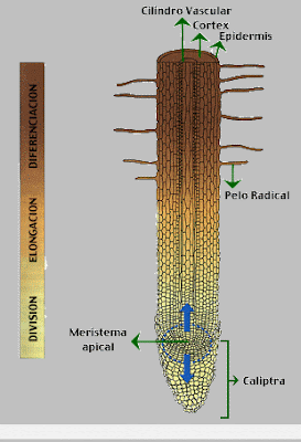 BIOLOGÍA nivel enseñanza media : Meristemo apical de una raíz