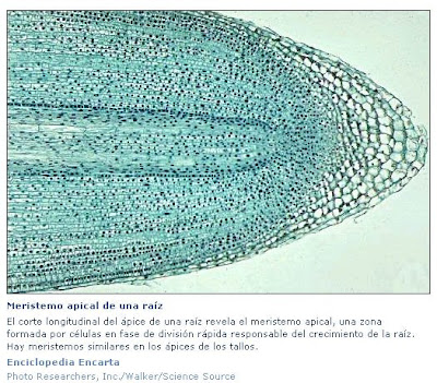 BIOLOGÍA nivel enseñanza media : Meristemo apical de una raíz