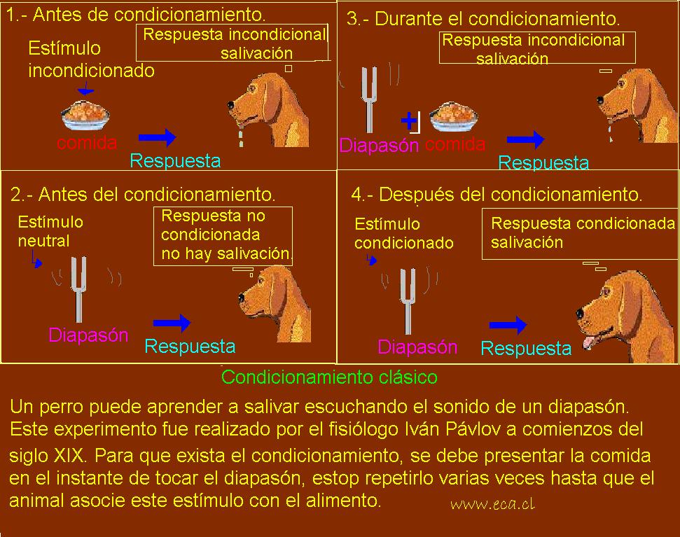 Reflejos Condicionados e Incondicionados: Condicionados e Icondicionados