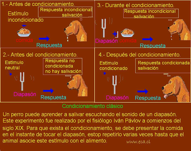 Reflejos Condicionados e Incondicionados: Condicionados e Icondicionados