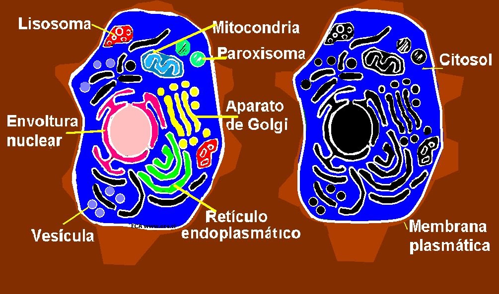 BIOLOGÍA nivel enseñanza media : Soma o cuerpo celular