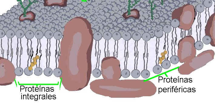 Guillermo Grass : LA CÉLULA