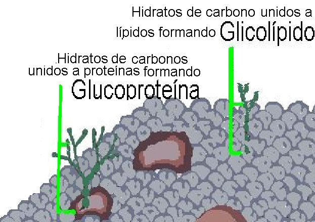 Guillermo Grass : LA CÉLULA