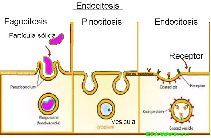 Guillermo Grass : FAGOCITOSIS