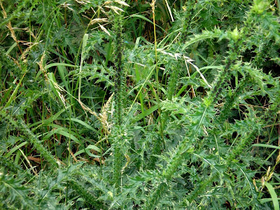 NATUURVERSCHIJNSELEN WAAR IK ZOAL TEGENAANLOPEN: maandag 7 juli 2008