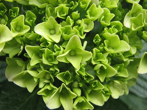 Seduccion y algo más...: Las Flores y La Seducción