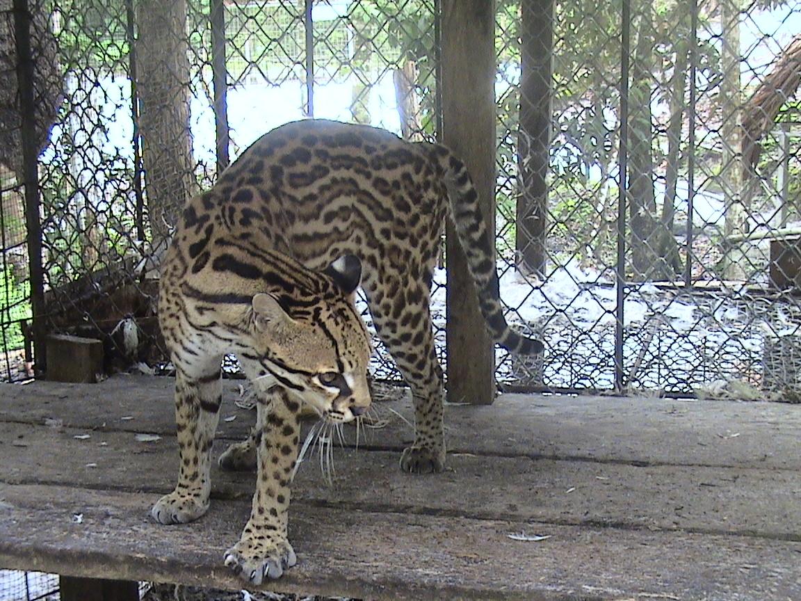 FAUNA SALVAJE: UN TIGRILLO A LA VISTA | Naturaleza y Medio Ambiente