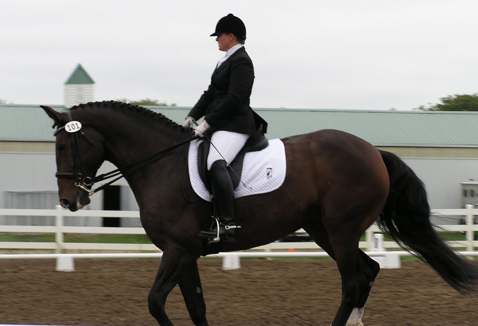 Sonshine Saddlery: Dressing For Dressage: Lower Level