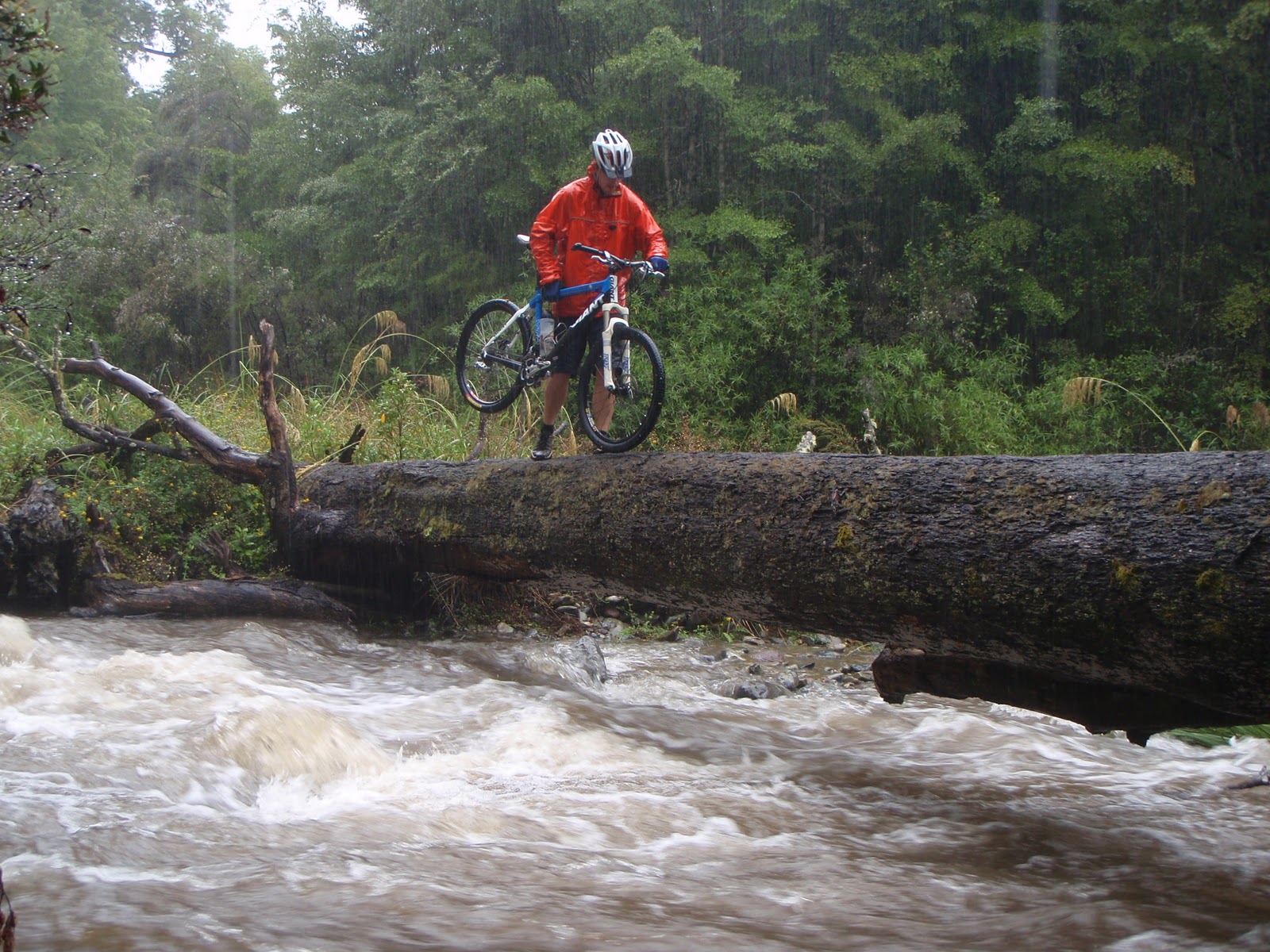 Sifter Goes (Bike) Riding: Gorgeous Tree Trunk Gorge