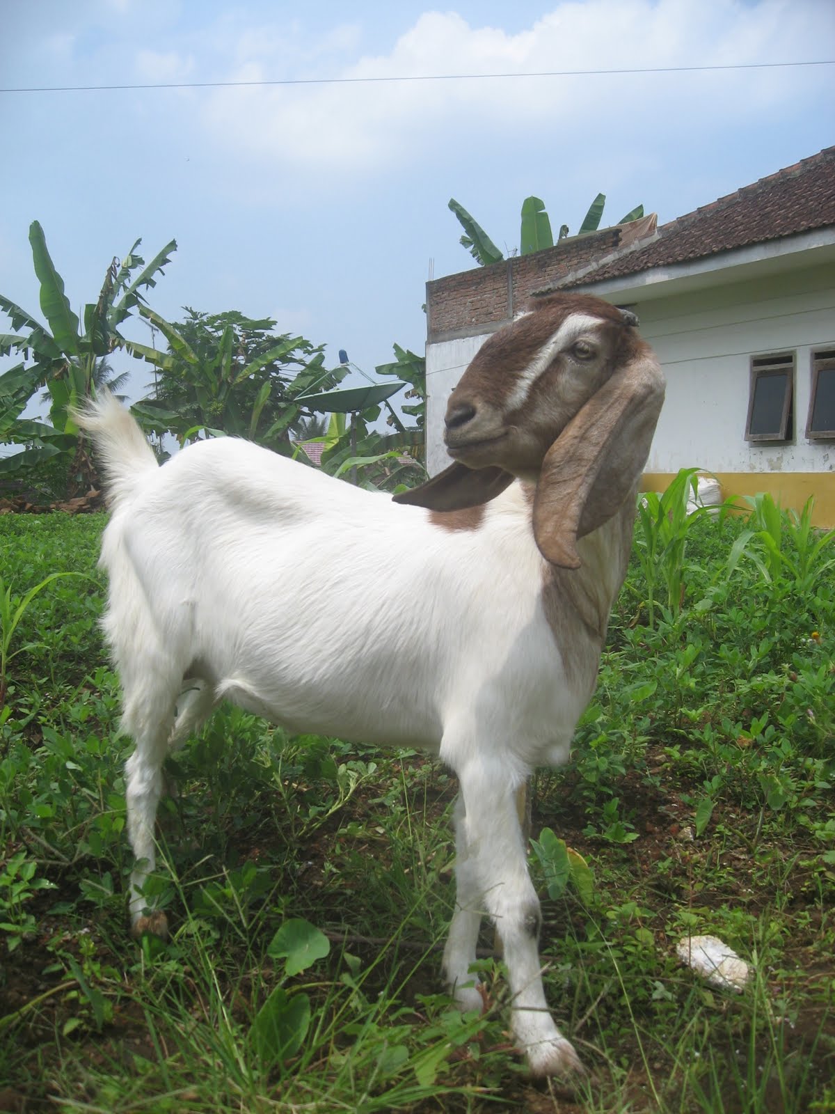 Kawi Boer Goat: Kambing Boer