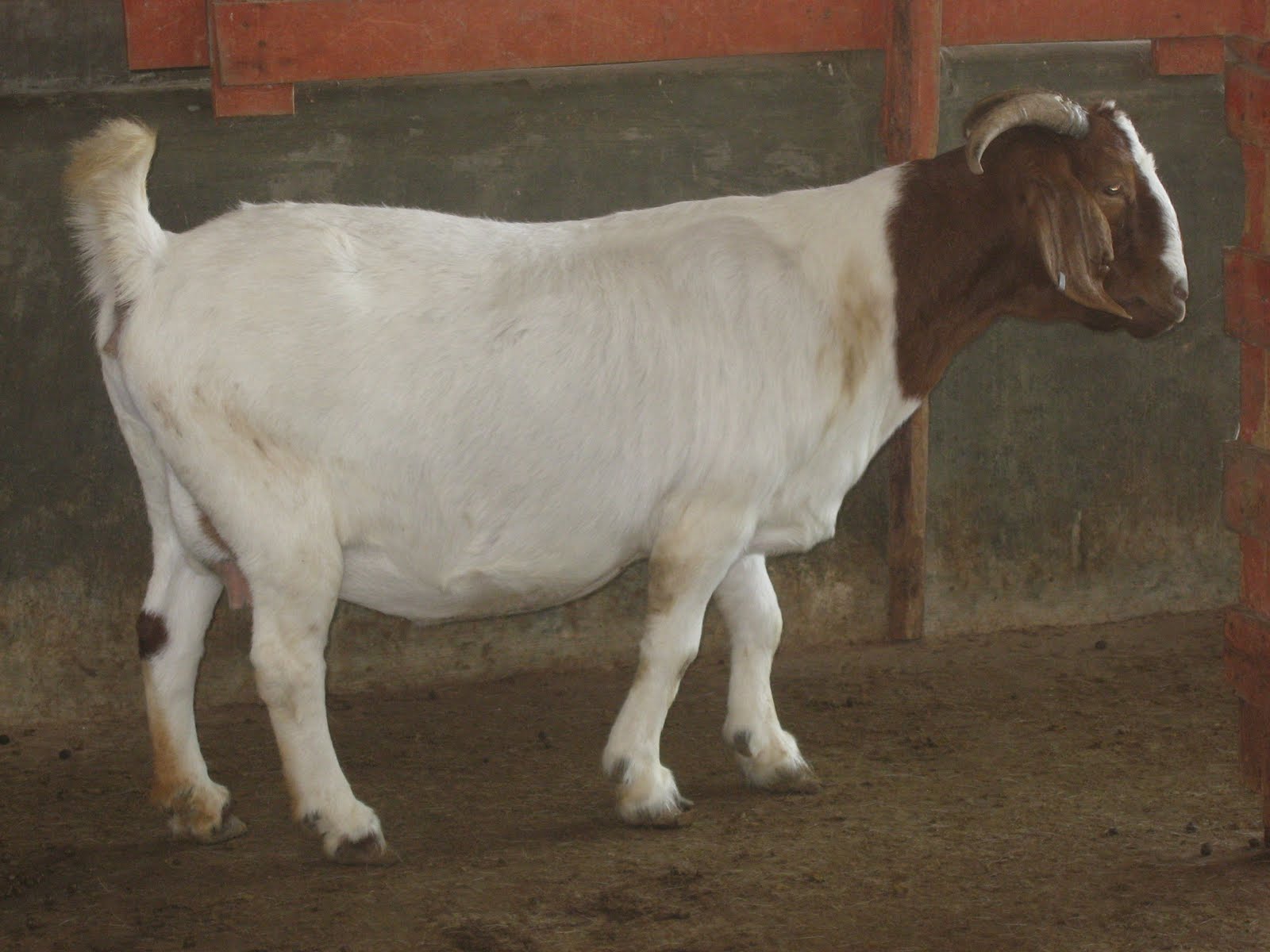 Kawi Boer Goat: Kambing Boer