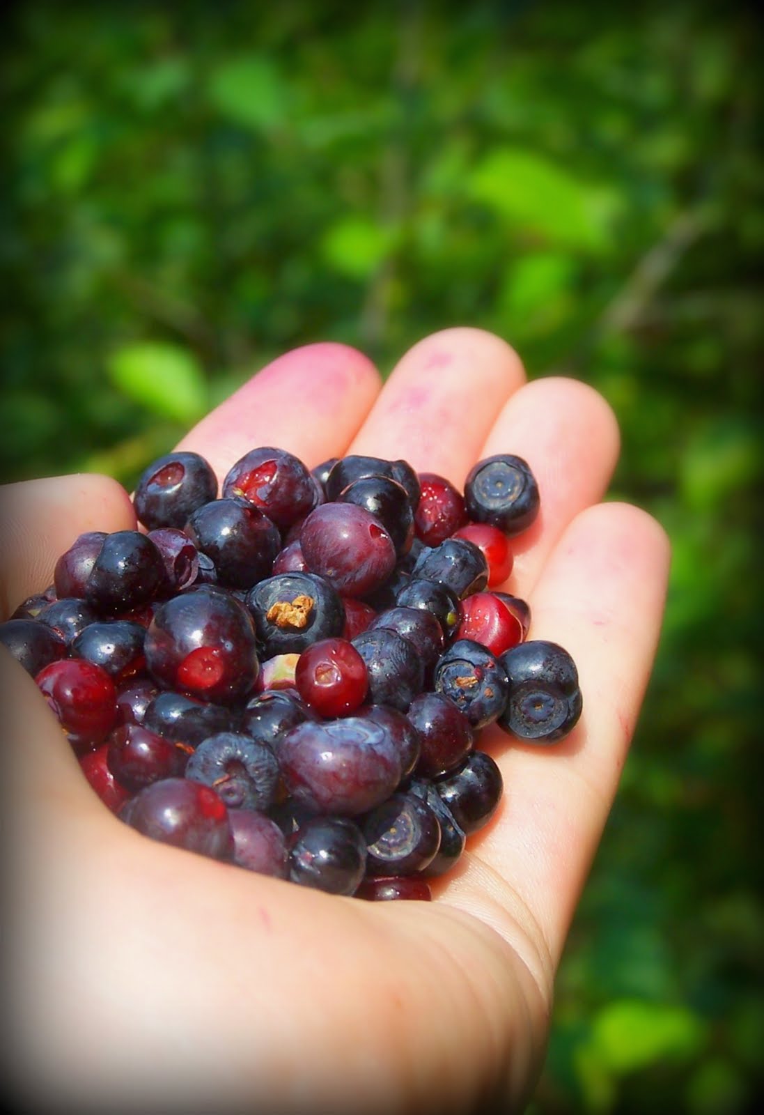 Life at Providence Lodge: Huckleberries!