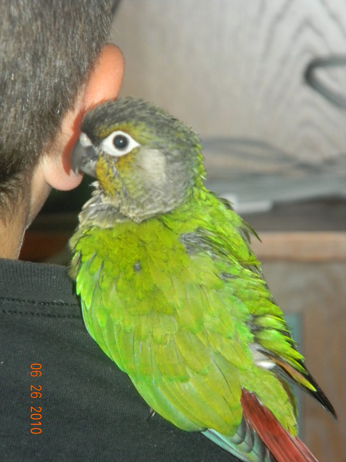 Gone to the Birds: 5 week old Normal Green Cheek Conure