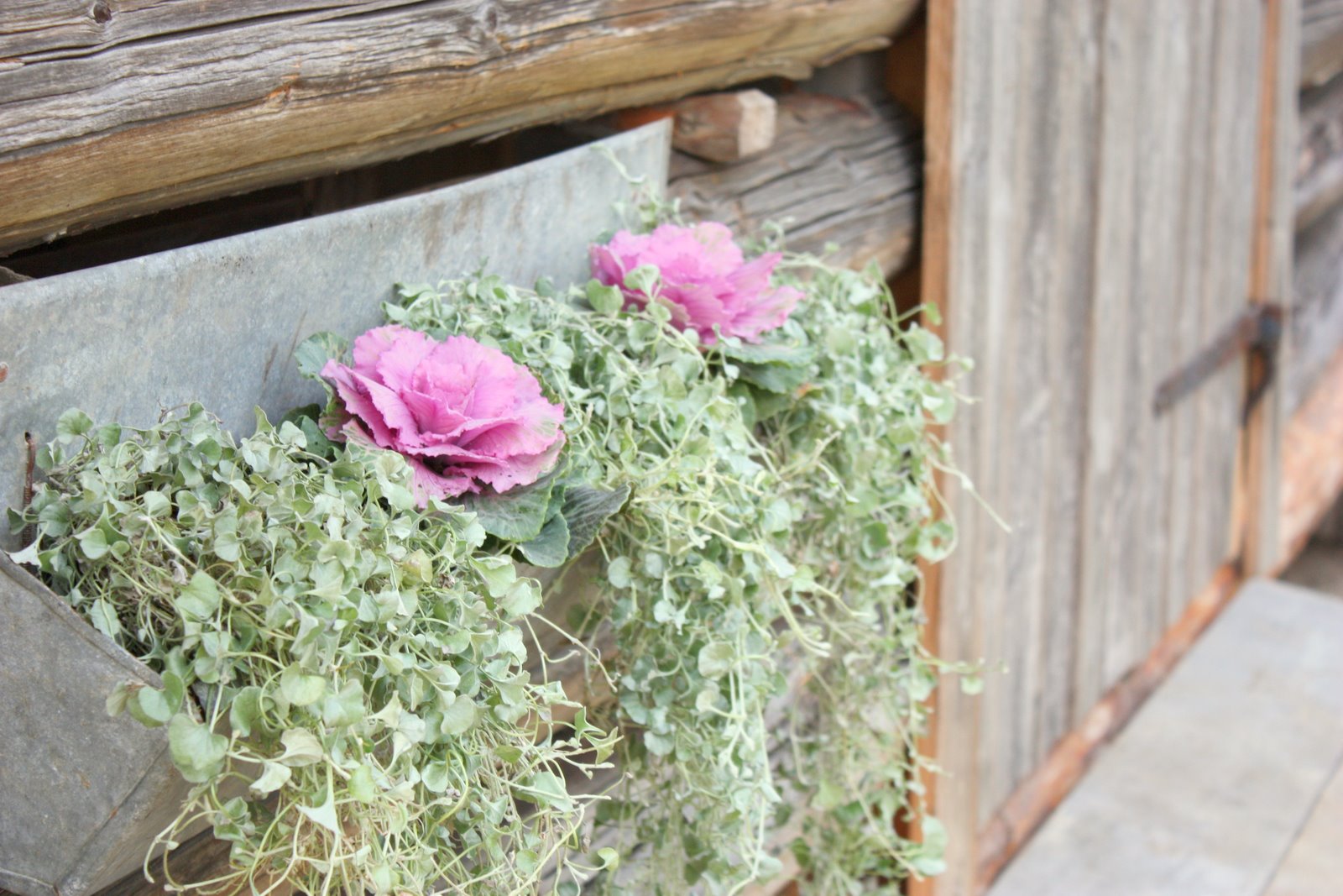 Kesäkukan elämää: Syyskukat