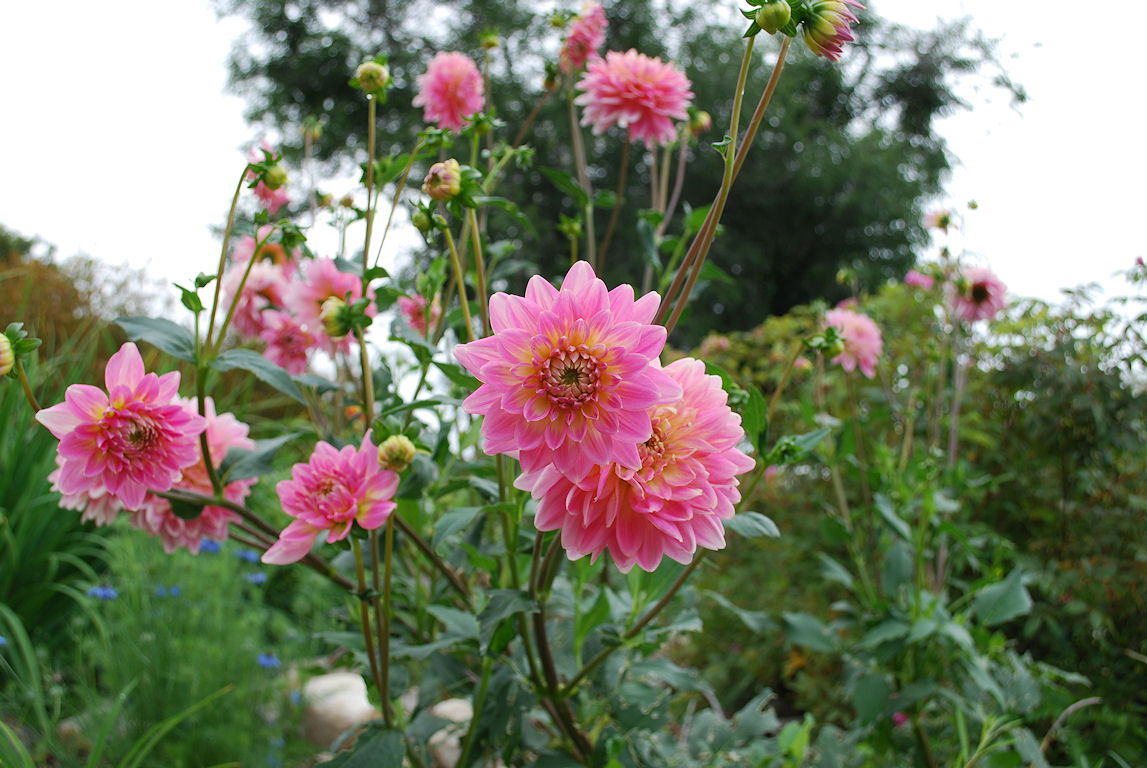 In Two Gardens: The Next Dahlia - 'Gerrie Hoek'