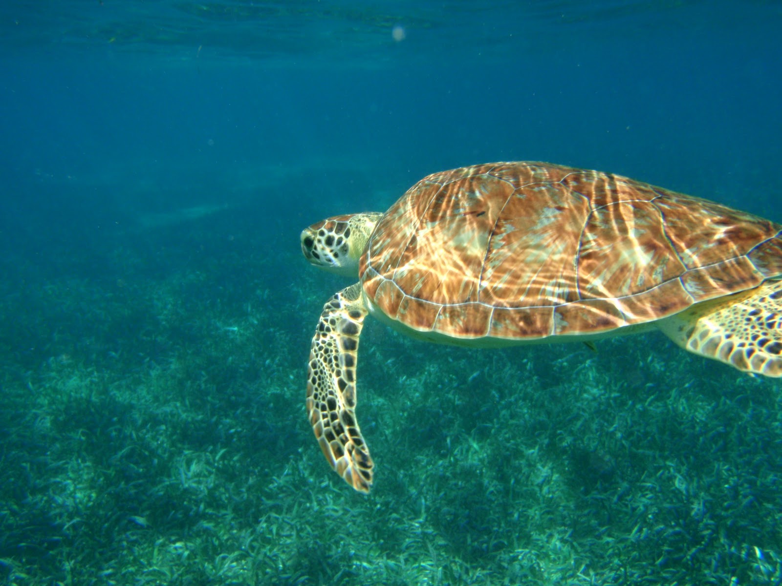 NEC Belize: Spotlight: Turtles