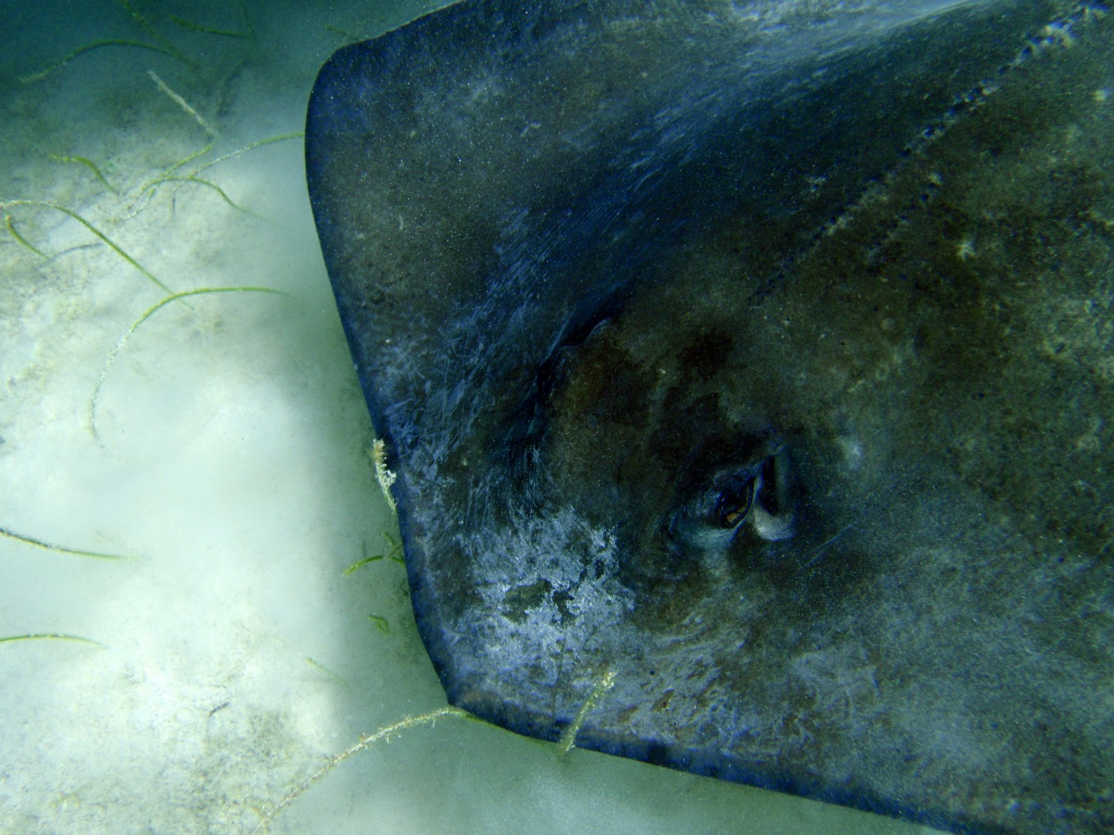 NEC Belize: Spotlight: Rays