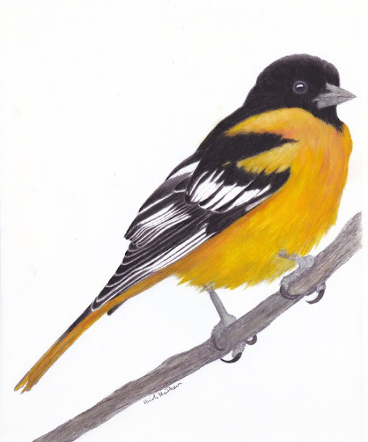 Art By Nic Mac: Baltimore Oriole in color!