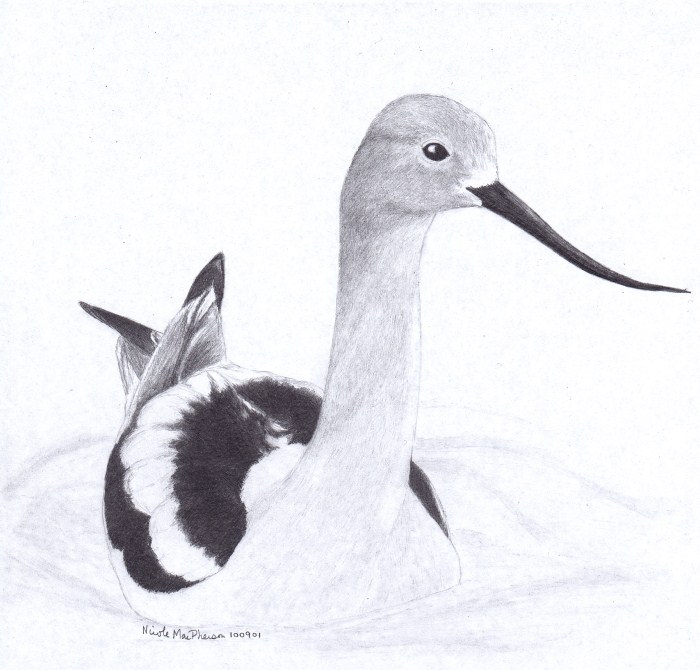 Art By Nic Mac: Drawing - American Avocet