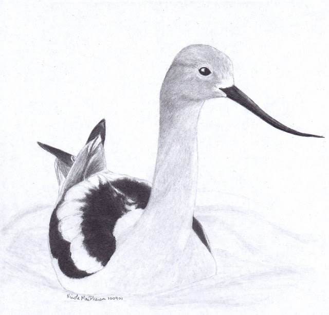 Art By Nic Mac: Drawing - American Avocet