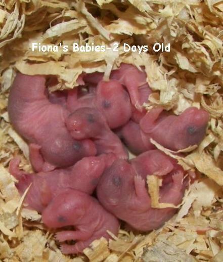 Teddy Bear Hamster Babies