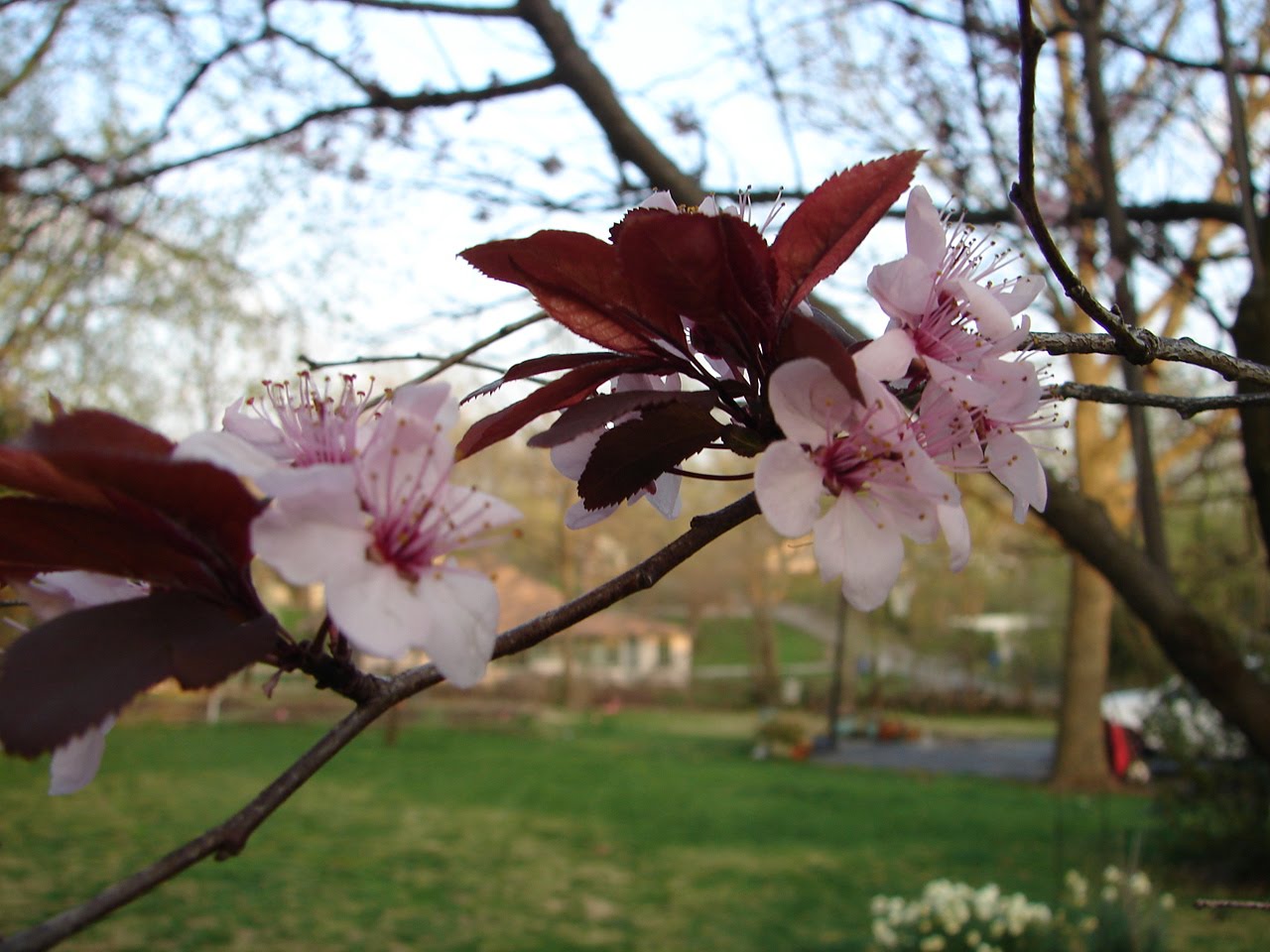 GardenRambler: My purple leaf plum is infected with perennial canker