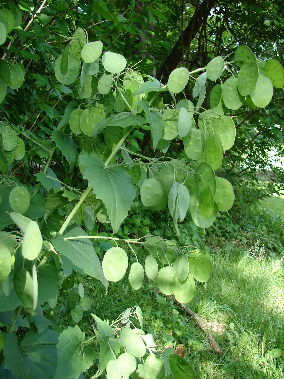 GardenRambler: Misidentified mystery plant: not Dame's Rocket - it's ...