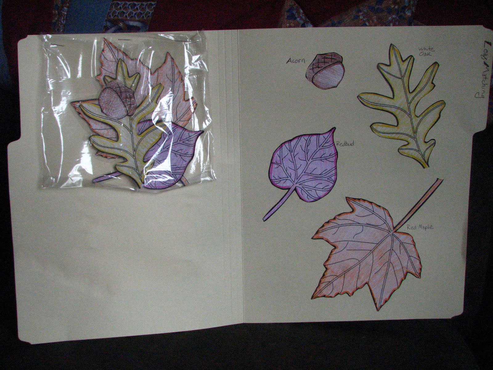 The Coco School: Leaf Matching Game