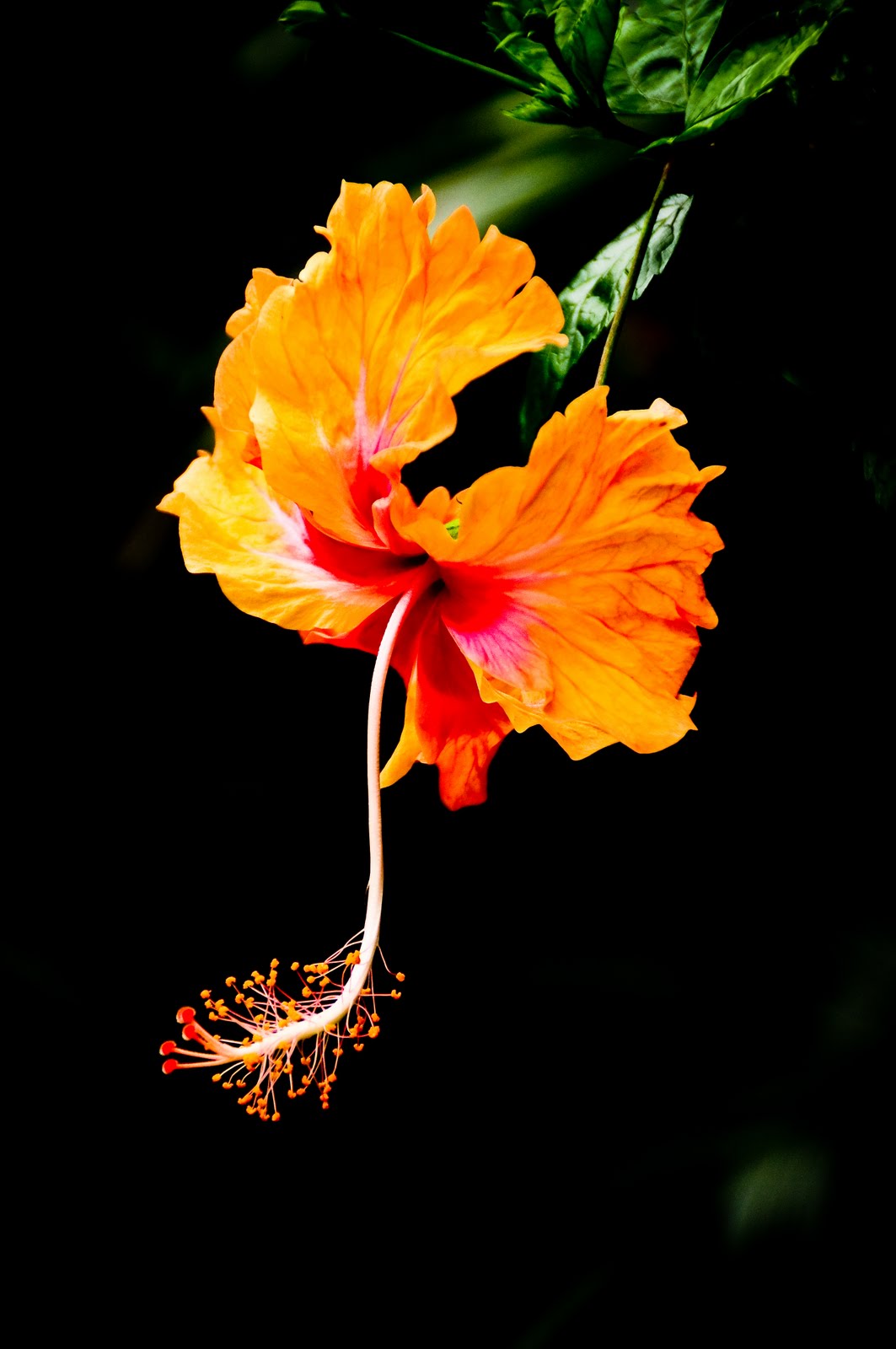 SOOKAPHOTO | Memorize The Memory: Bunga Raya