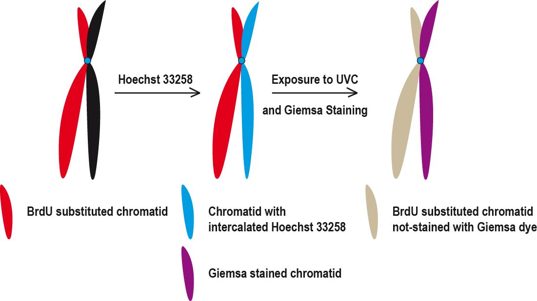 Biofreaks Biochemistry Blog Vbeta Meet The Chickens Sister Chromatid Labelling