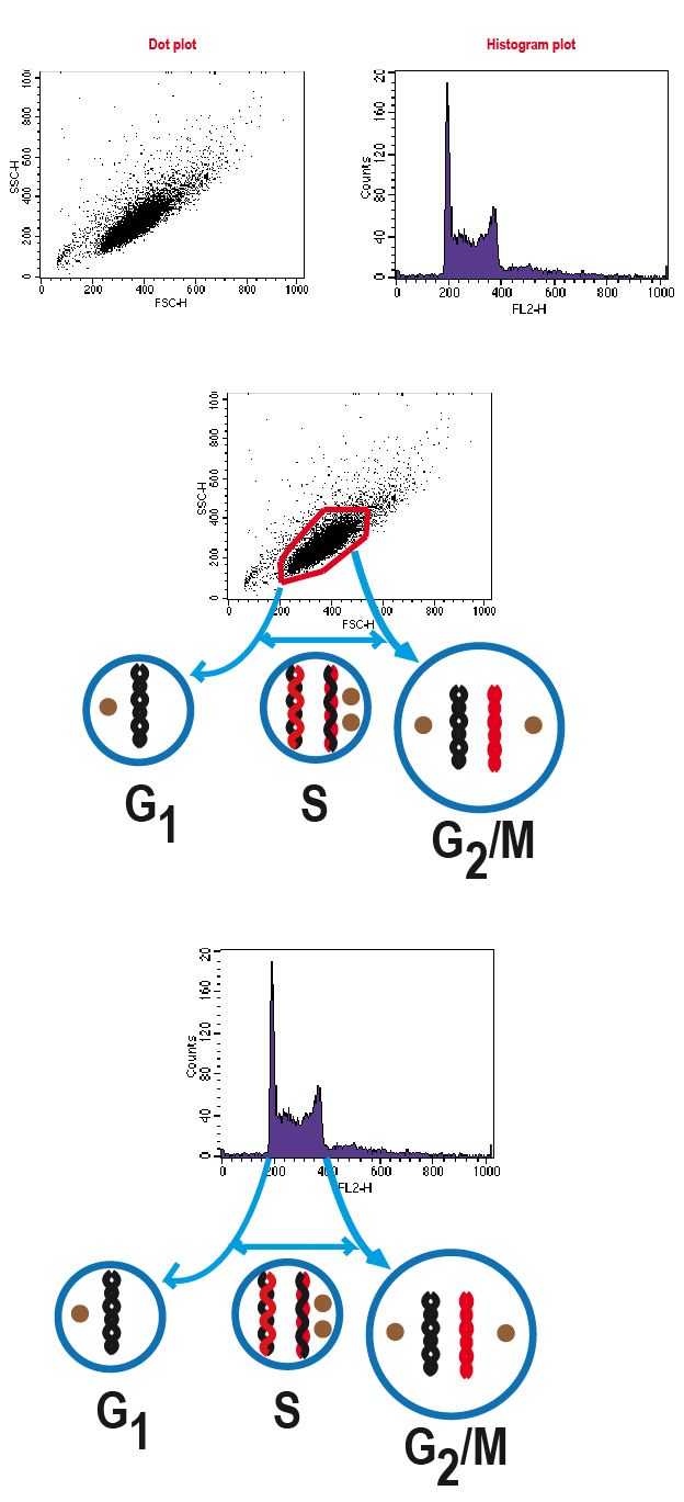BioFreaks Biochemistry Blog (v.Beta): GGS LIVE - Flow cytometry