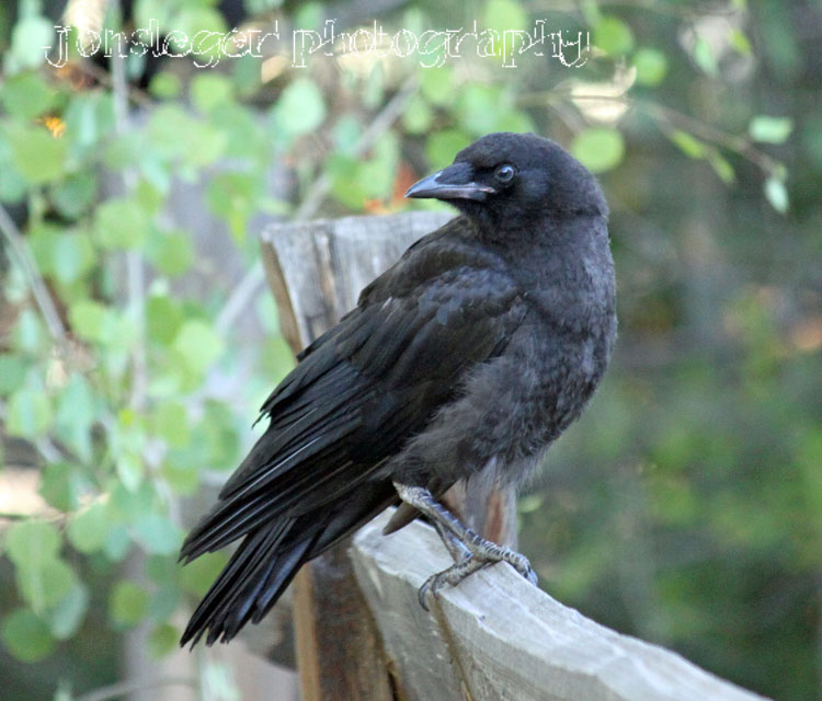 Northern Illinois Birder: Black-billed Magpie and American Crow