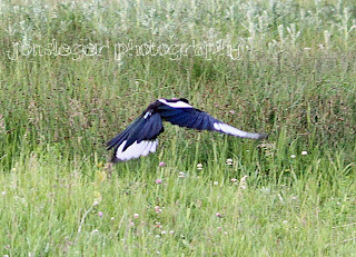 Northern Illinois Birder: Black-billed Magpie and American Crow