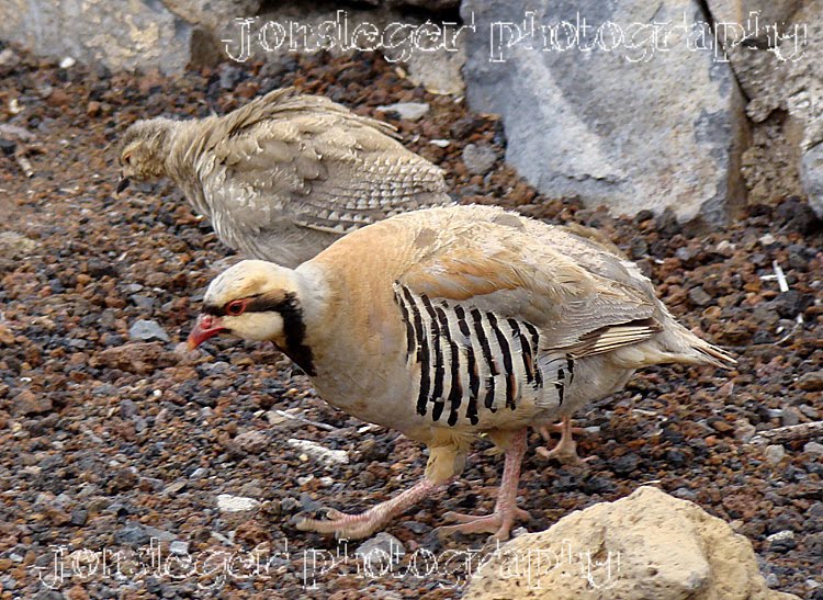 Northern Illinois Birder: Chukar