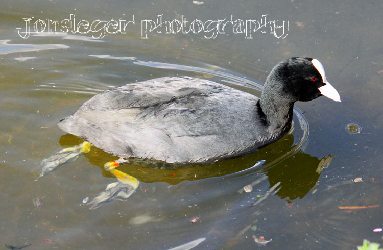 Northern Illinois Birder: Eurasian Coot and American Coot