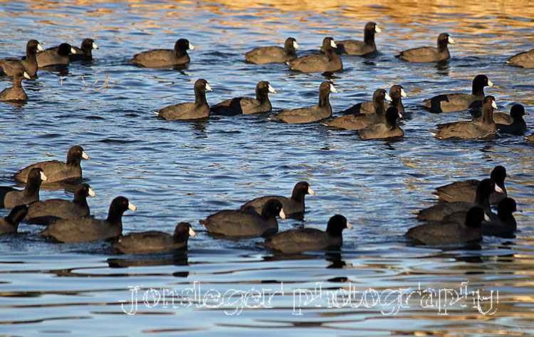 Northern Illinois Birder: Eurasian Coot and American Coot
