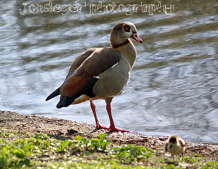 Northern Illinois Birder: Red-breasted Goose & Egyptian Goose