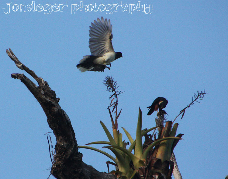 Northern Illinois Birder: Bat Falcon vs. Brown Jay,