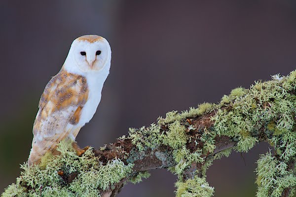 Frames of Nature: White Owl - Scotland