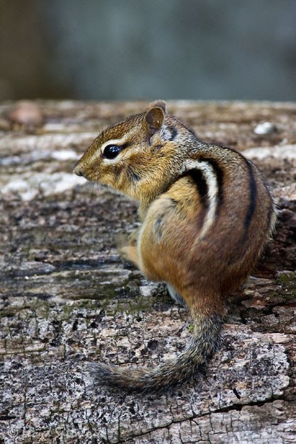 Marie Winn's Central Park Nature News: Chipmunks in Central Park?