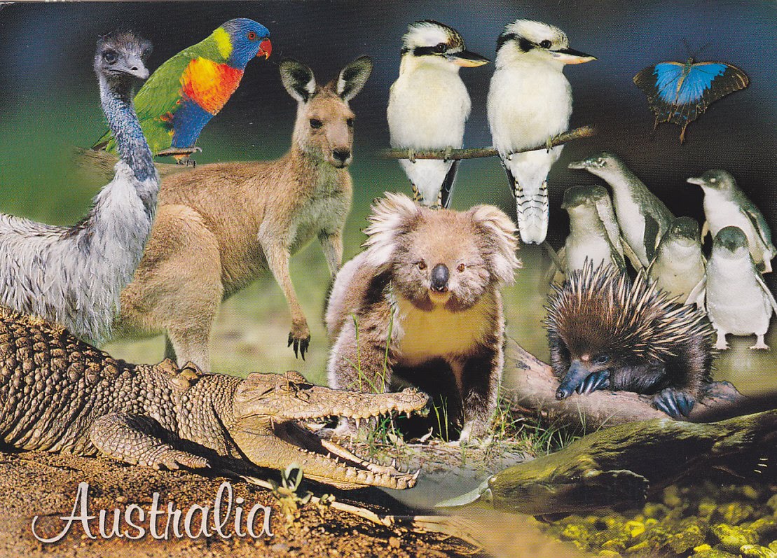 Nice and neat postcards: Australian Wildlife