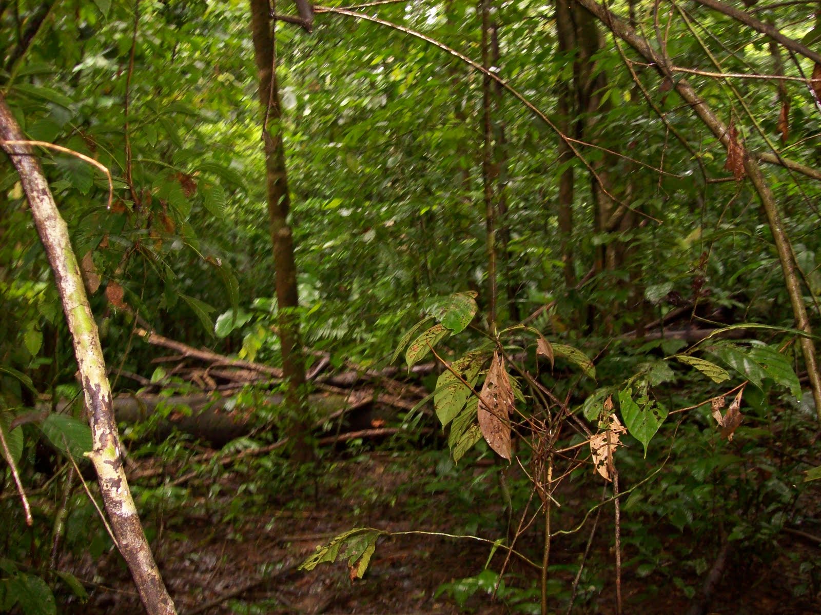 DISPARIDADES REGIONALES REGION BRUNCA COSTA RICA