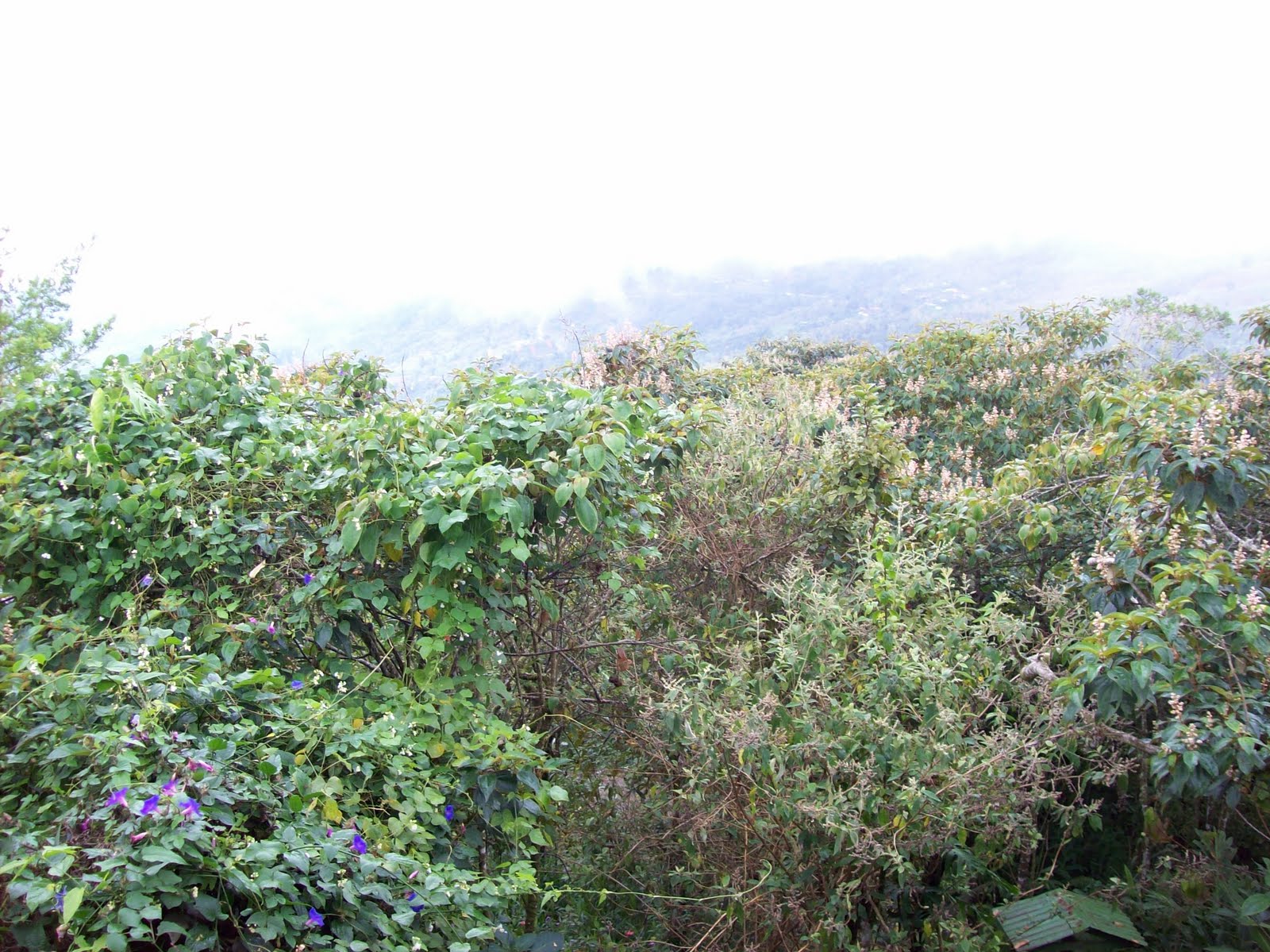 DISPARIDADES REGIONALES REGION BRUNCA COSTA RICA: 13. Imagenes de la ...