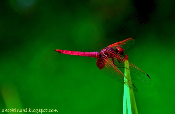 Shootography: Pepatung, cakcibor, tuyut, dragonfly