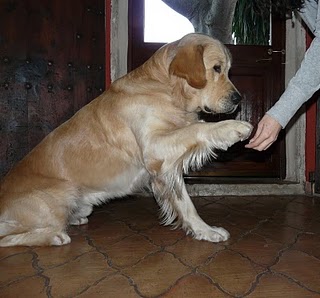 Vida de Perros: 3 Trucos Divertidos Para Enseñarle a tu Perro