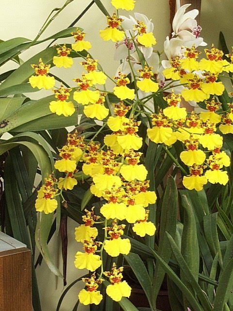 Oncidium Orchid | Orchids | Orchid Flowers