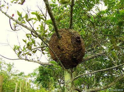 Meliponário Alencar: Assim é na natureza