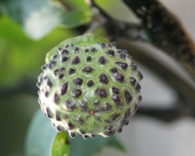 Photography by Leedra: Purple Angel Trumpet Tree