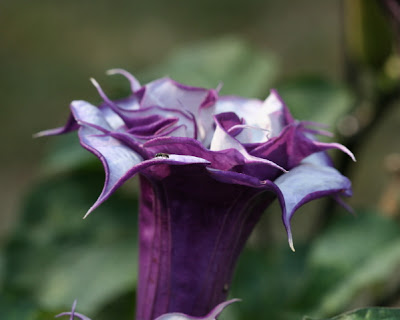 Photography by Leedra: Purple Angel Trumpet Tree